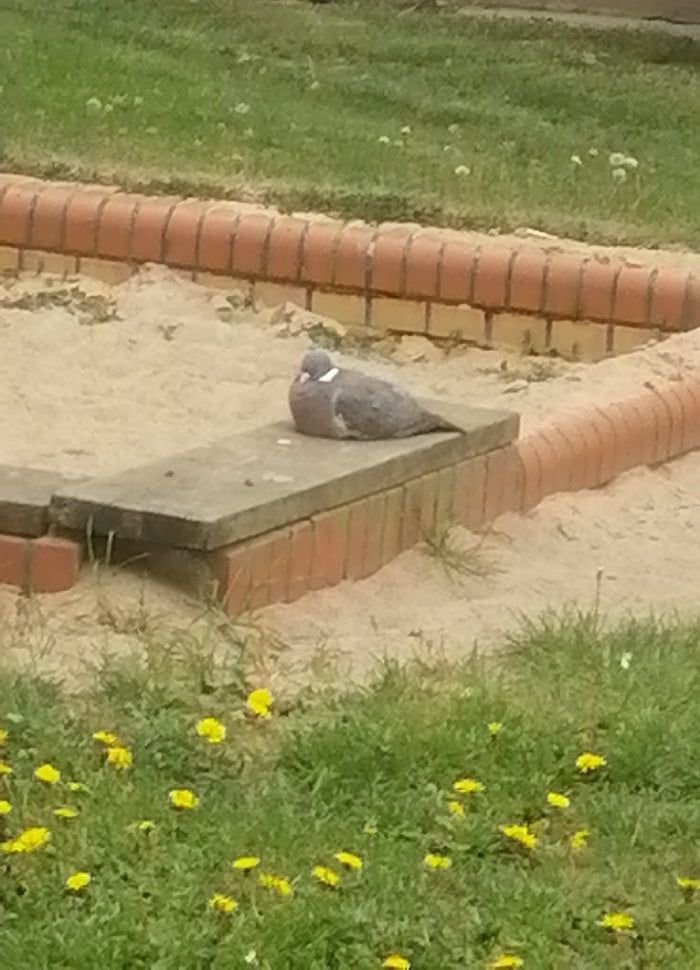 Post the most random meme that you have on your phone - 9GAG