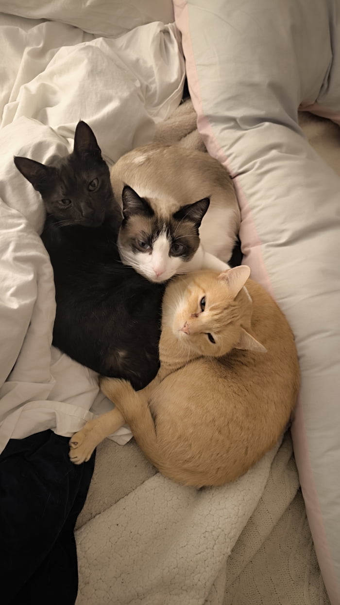 It's winter and they cease all fights and bundle in a cuddle pile - 9GAG