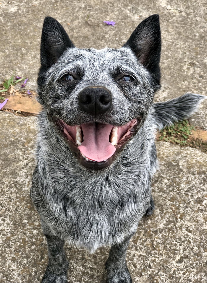 Ozzy wishes you a good morning from Costa Rica 🇨🇷 - 9GAG