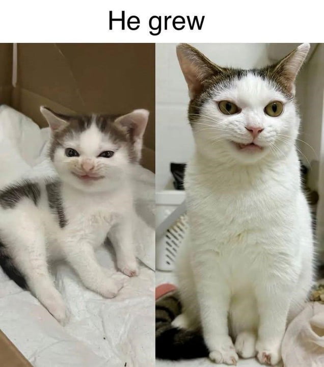 Some things never change, like this cat's expression. - 9GAG