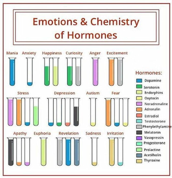 A cool guide to the emotions and chemical interactions of hormones - 9GAG