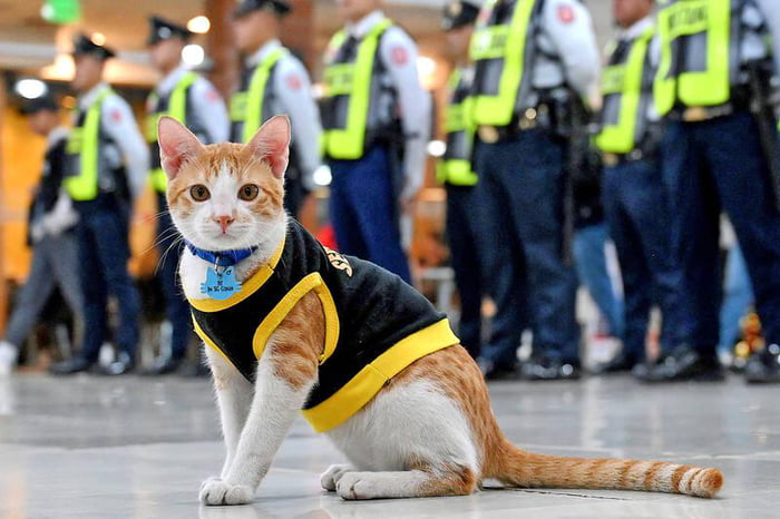 This cat was "hired" to motivate security guards - 9GAG