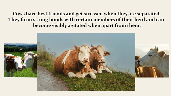 Cows always have best friends! - 9GAG