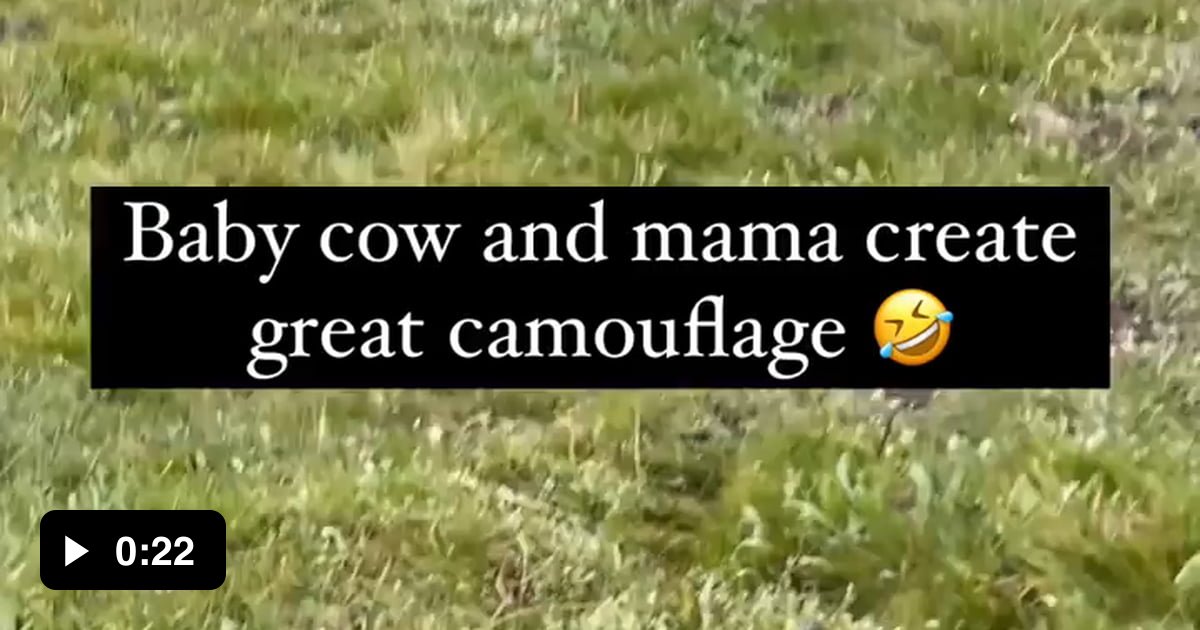 Calf get camouflage in front of mama cow! - 9GAG