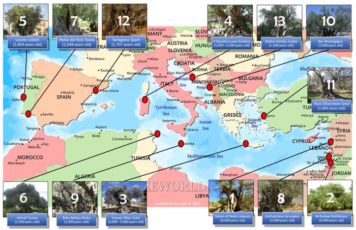 A cool guide to the ancient olive trees of the Mediterranean (1,500 ...