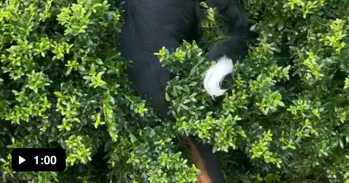 Bush Goblin - 9GAG