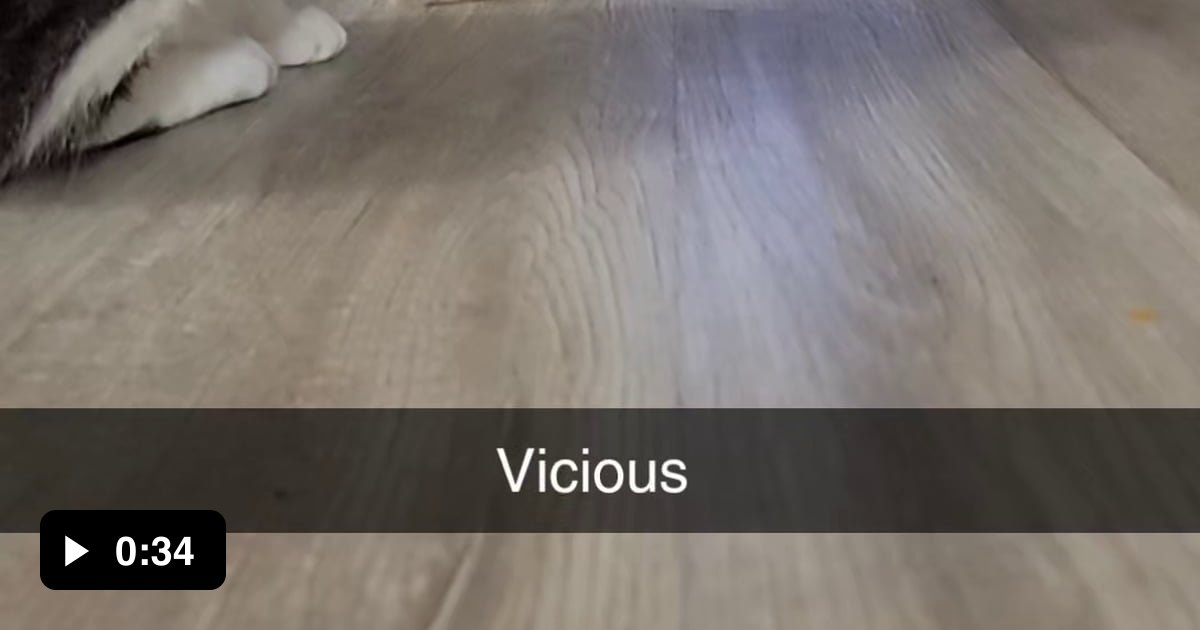 My cat being vicious. - 9GAG