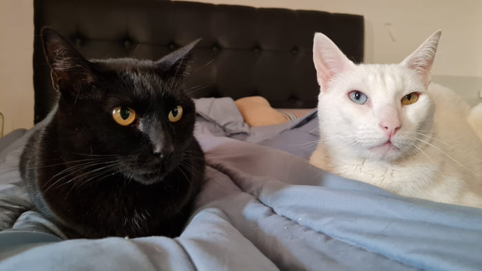 These are mine: Mishka (Black angry girl) Valentino (Snob "white ...