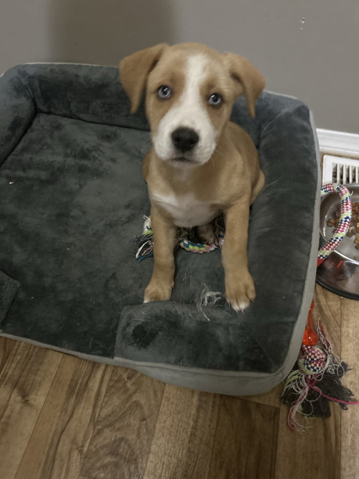 My pupper Oscar. My son’s actually but he’s a good dog. - 9GAG