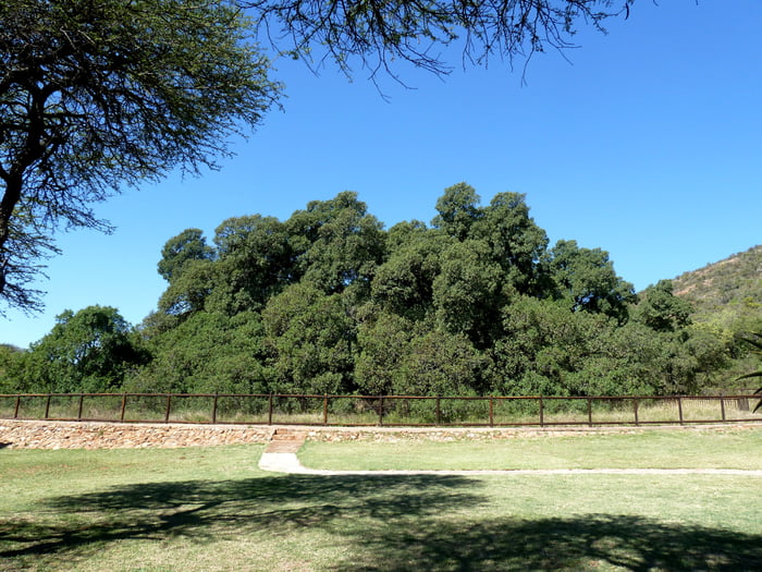 The Wonderboom is a 1000 yr old fig tree in Pretoria. Over time, the ...