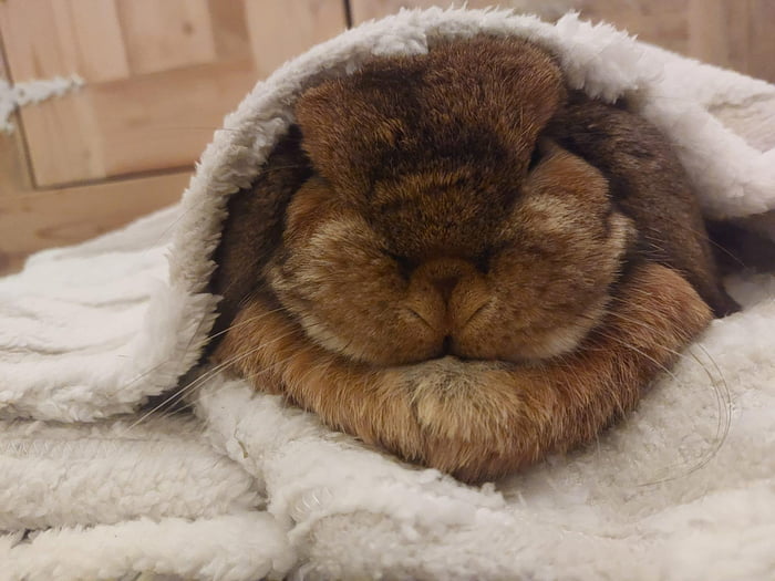 Bunny burrito - 9GAG