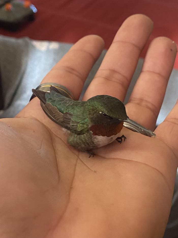 Close-up of a hummingbird! Although he looks more like an Angry Bird - 9GAG