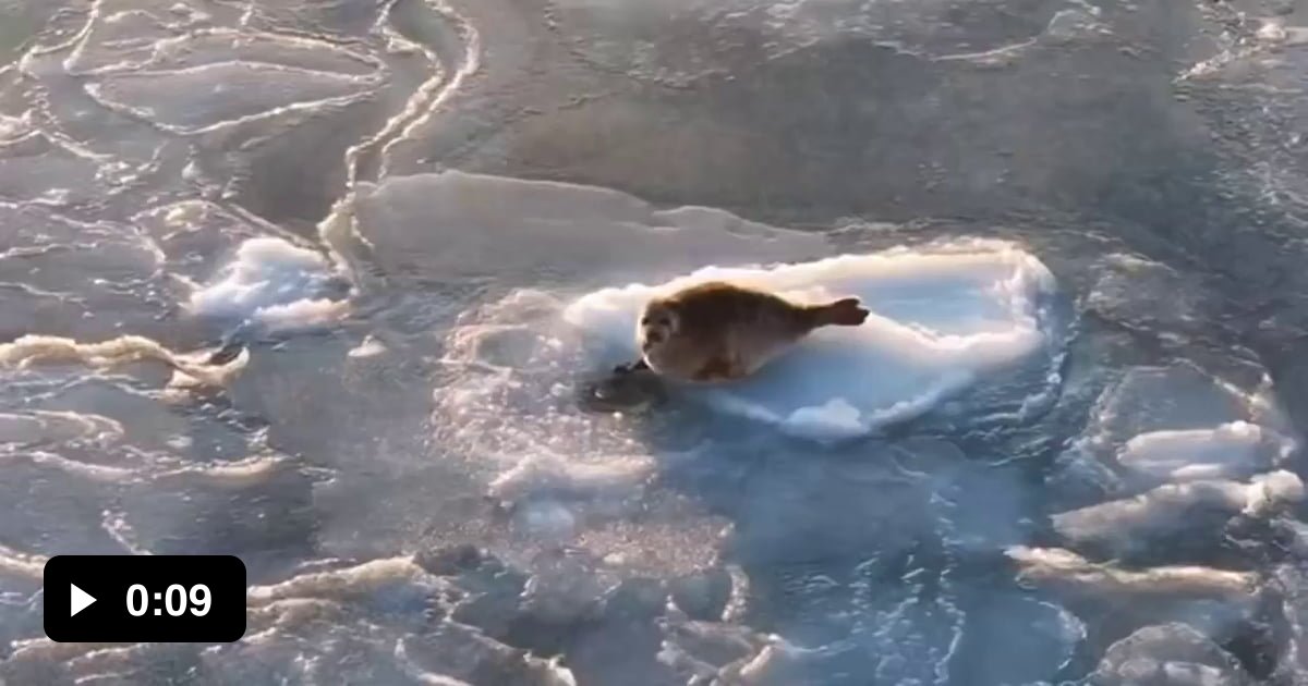 Chonky panic on ice - 9GAG
