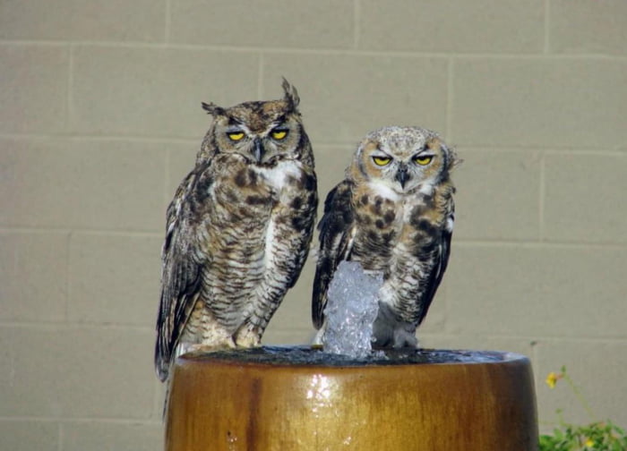 “He’s back again? Pshhh.. he always comes back. - 9GAG