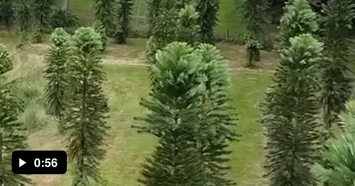 Australia’s Dinosaur Trees are Thriving in Britain - 9GAG