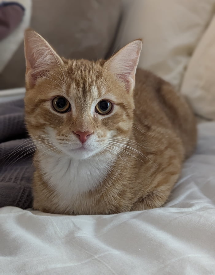 Samwise is so precious yet so mischievous 🧡🐈 - 9GAG