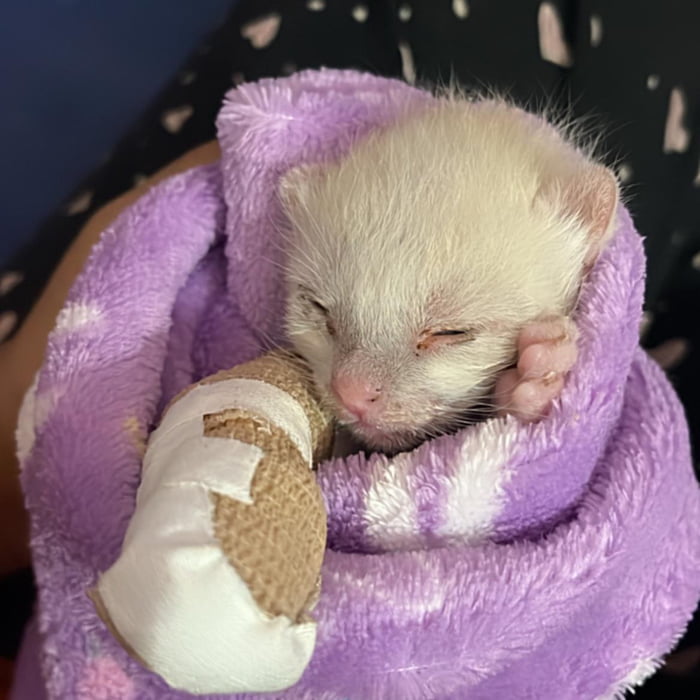 Extra smol rescued cutie - 9GAG