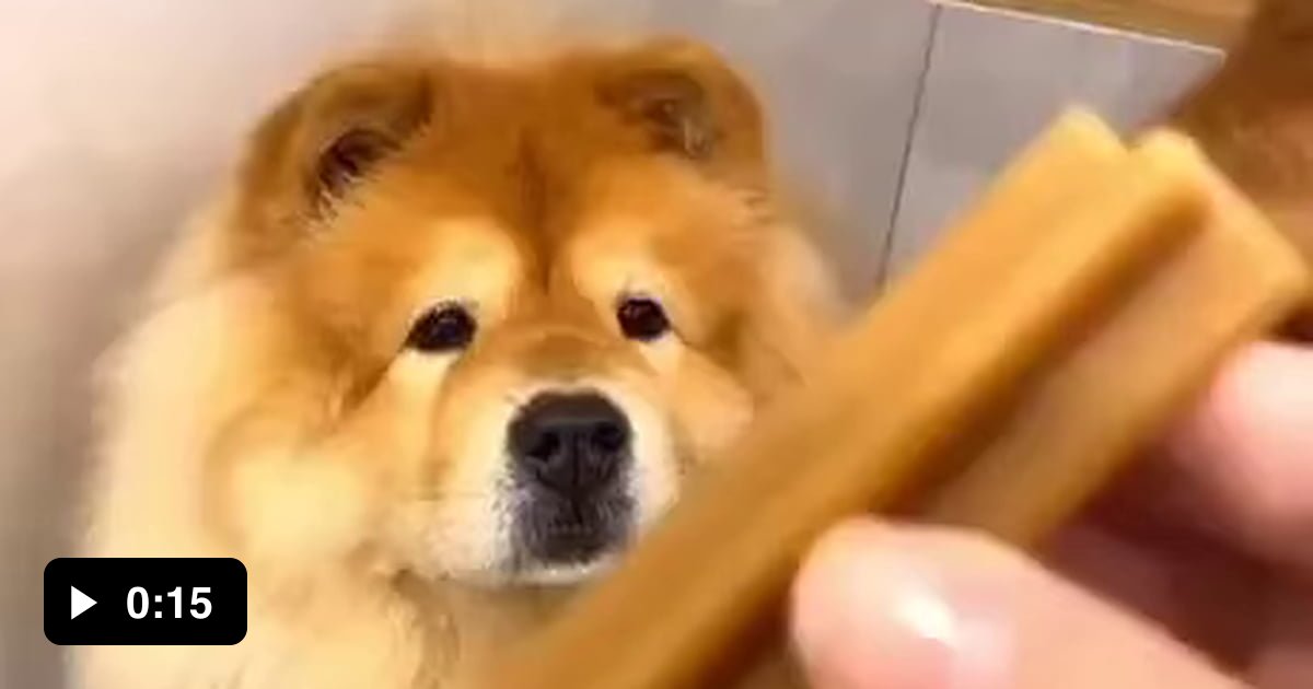 Two types of doggo - 9GAG