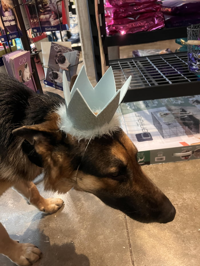 New member status comes with a crown? - 9GAG