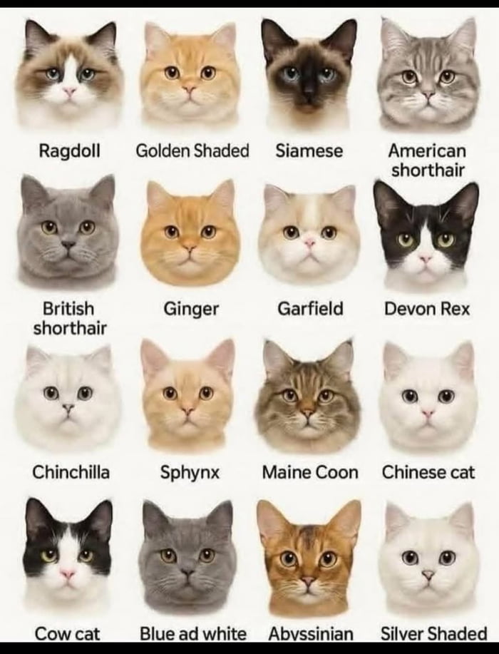 Cat breeds - 9GAG
