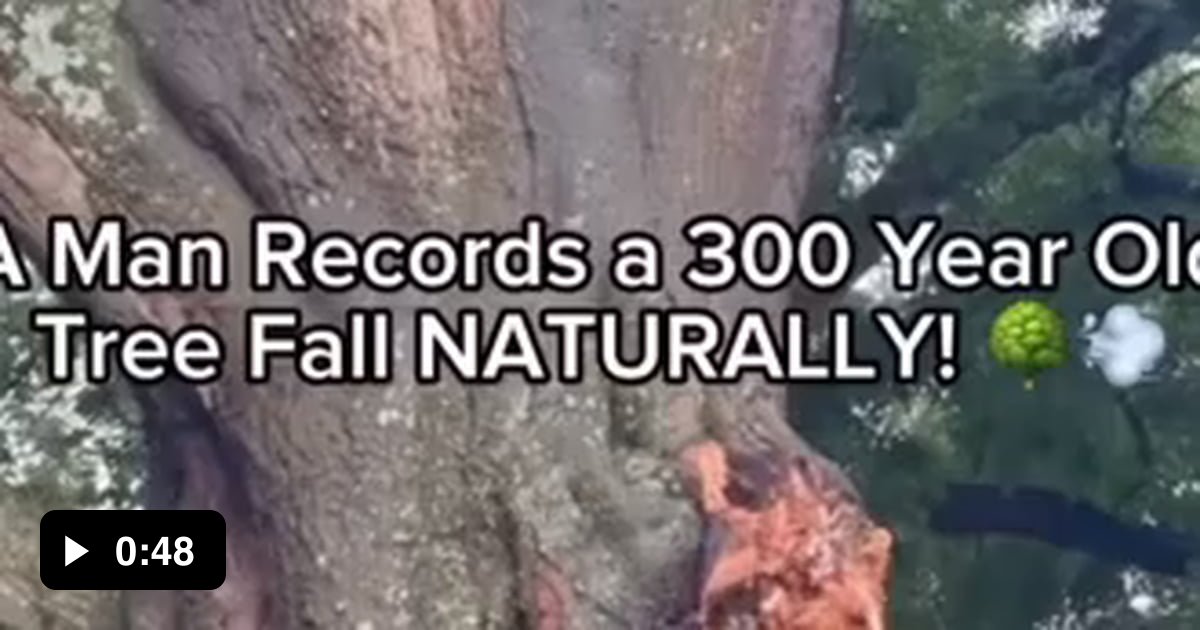 A 300-year-old tree finally falls, captured in its dramatic final moments. - 9GAG