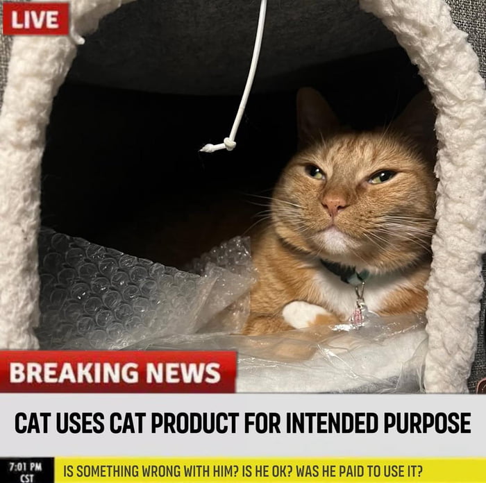Breaking news: a cat actually used its bed for its intended purpose. Is this real life? - 9GAG
