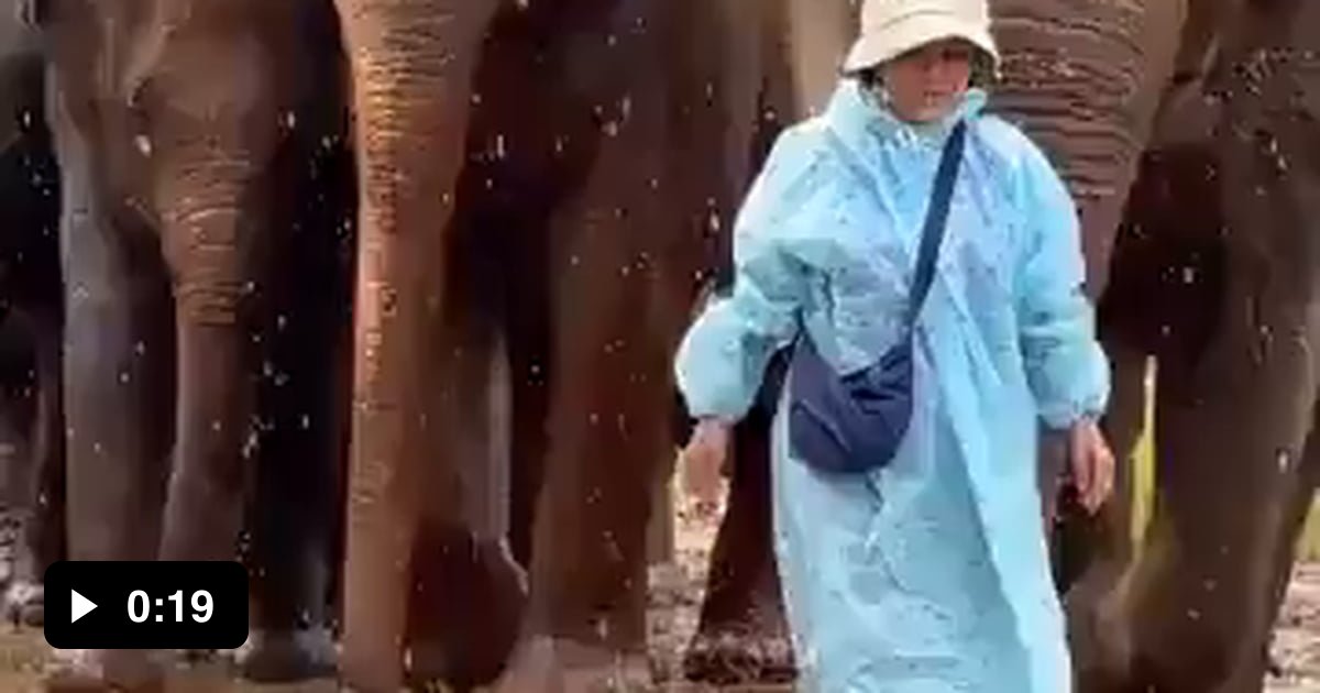 The most heartwarming moment, an elephant shielding its caretaker from the rain. - 9GAG