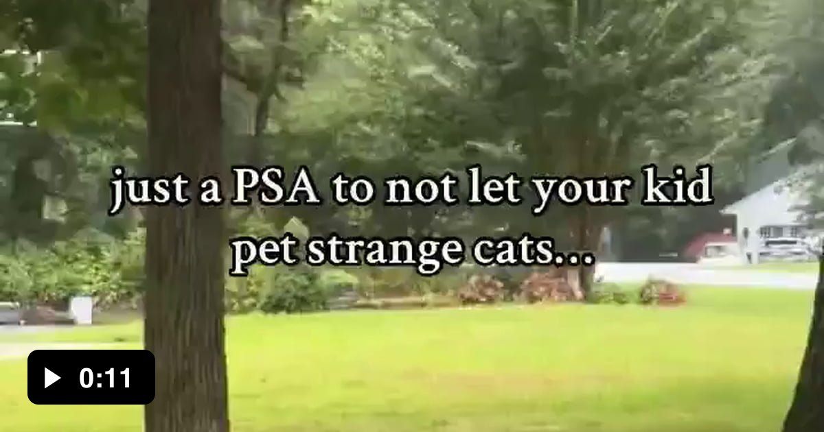 Cat said not today junior - 9GAG