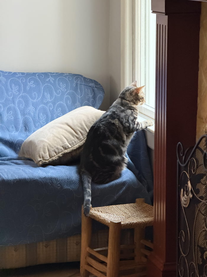Guard Cat - 9GAG