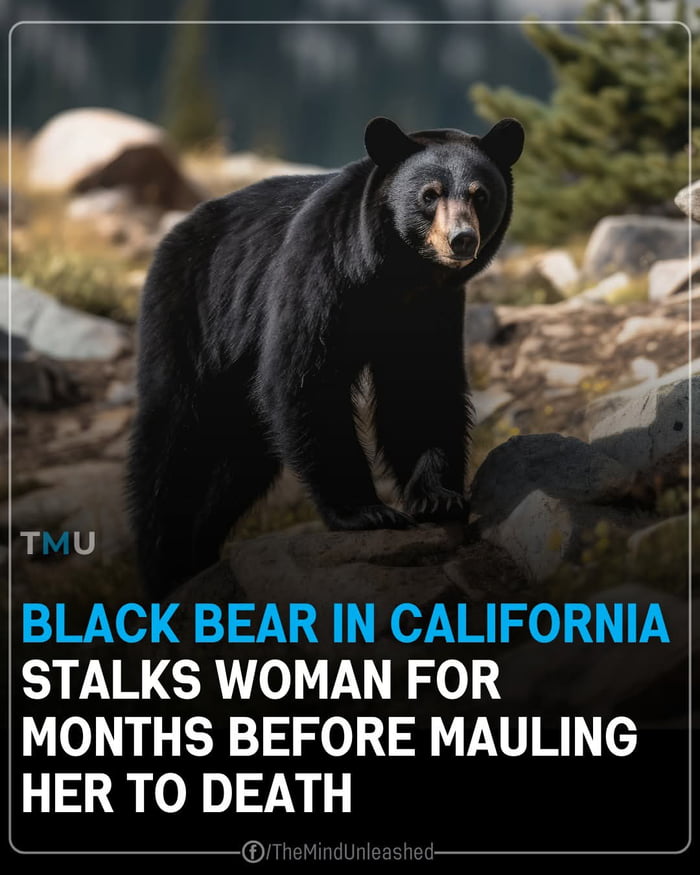 She chose the bear - 9GAG