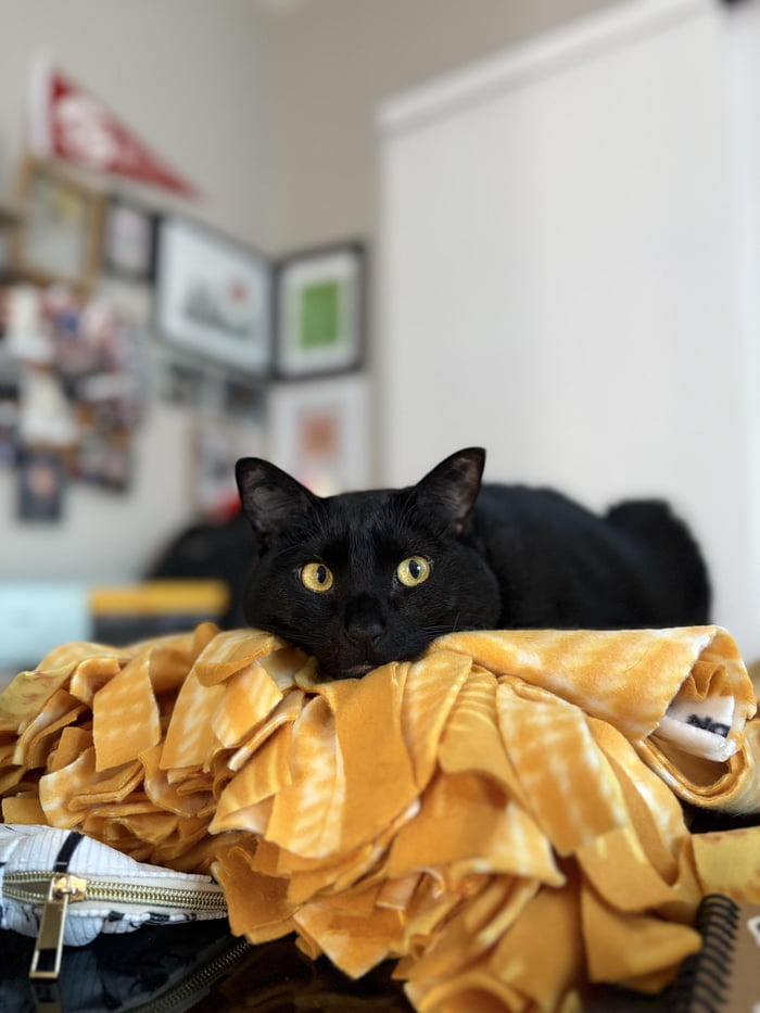 What is that ONE photo of your cat you just can’t get enough of? - 9GAG