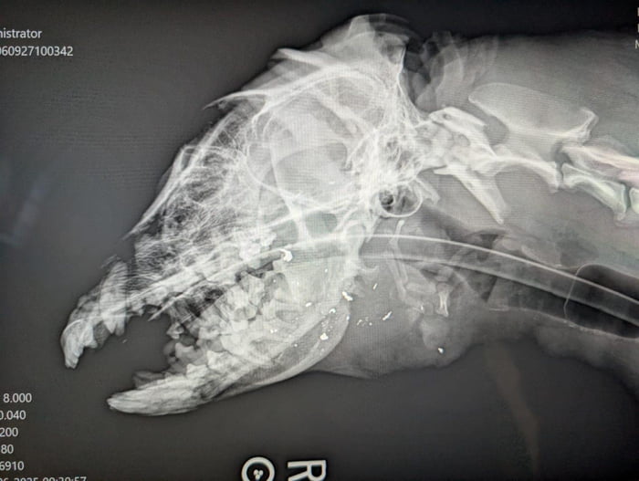 This rescue dog was full of porcupine quills. An x-ray shows he's also ...