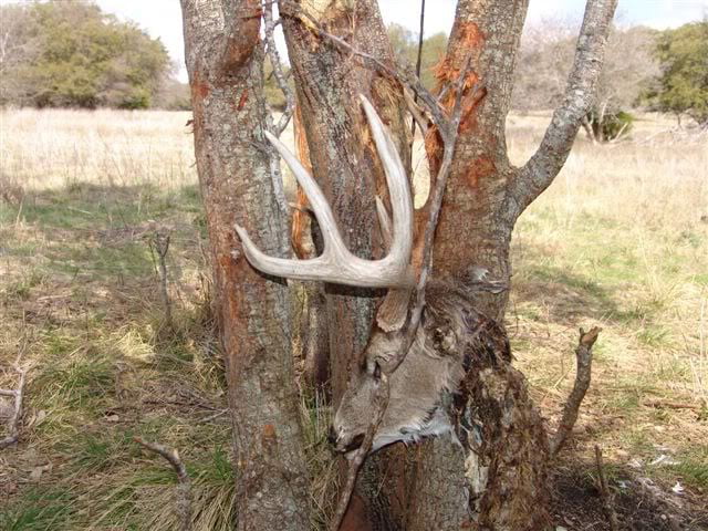 Deer dies after getting antlers stuck in a tree - 9GAG