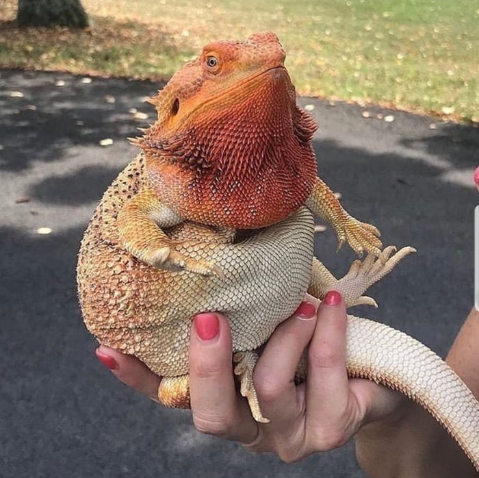 Godzilla sized lizard - 9GAG