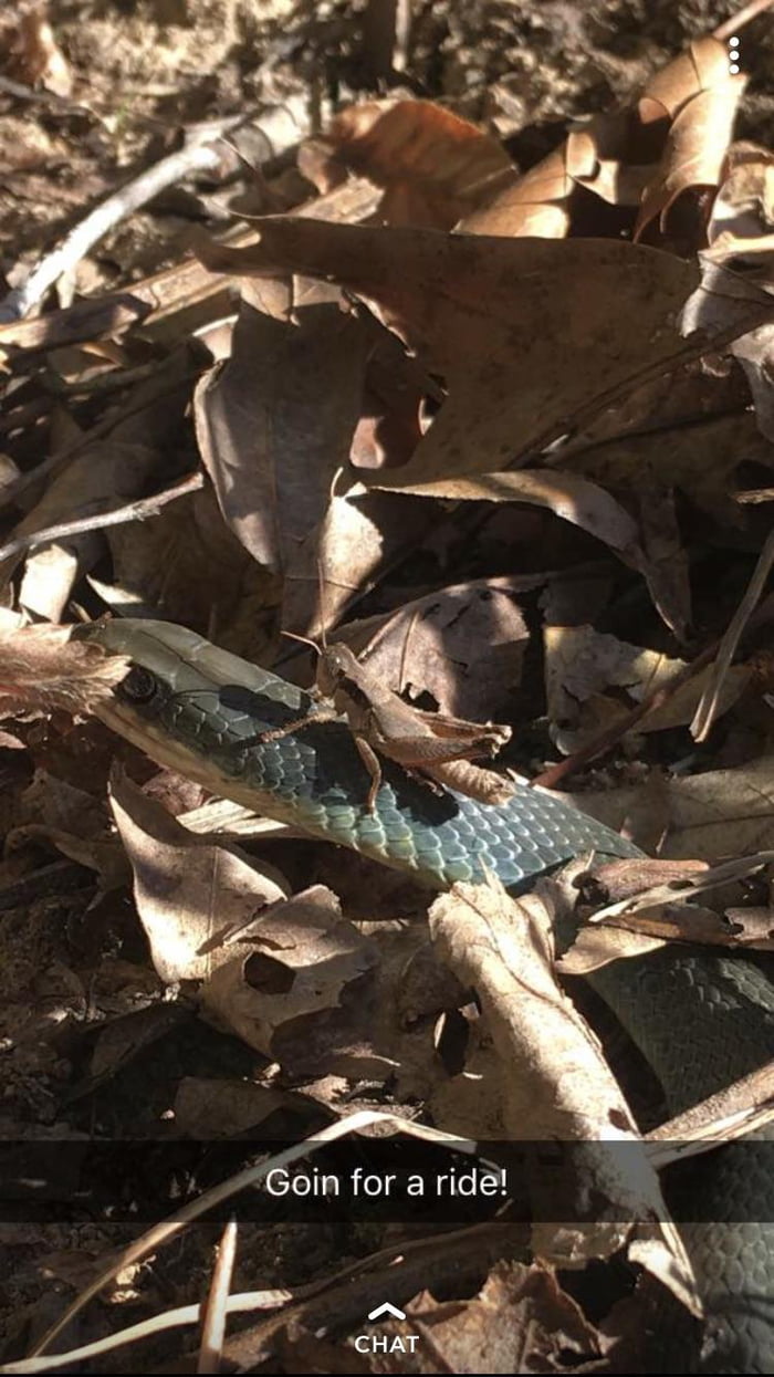 Just got this picture of a grasshopper riding a snake. Thought it would ...