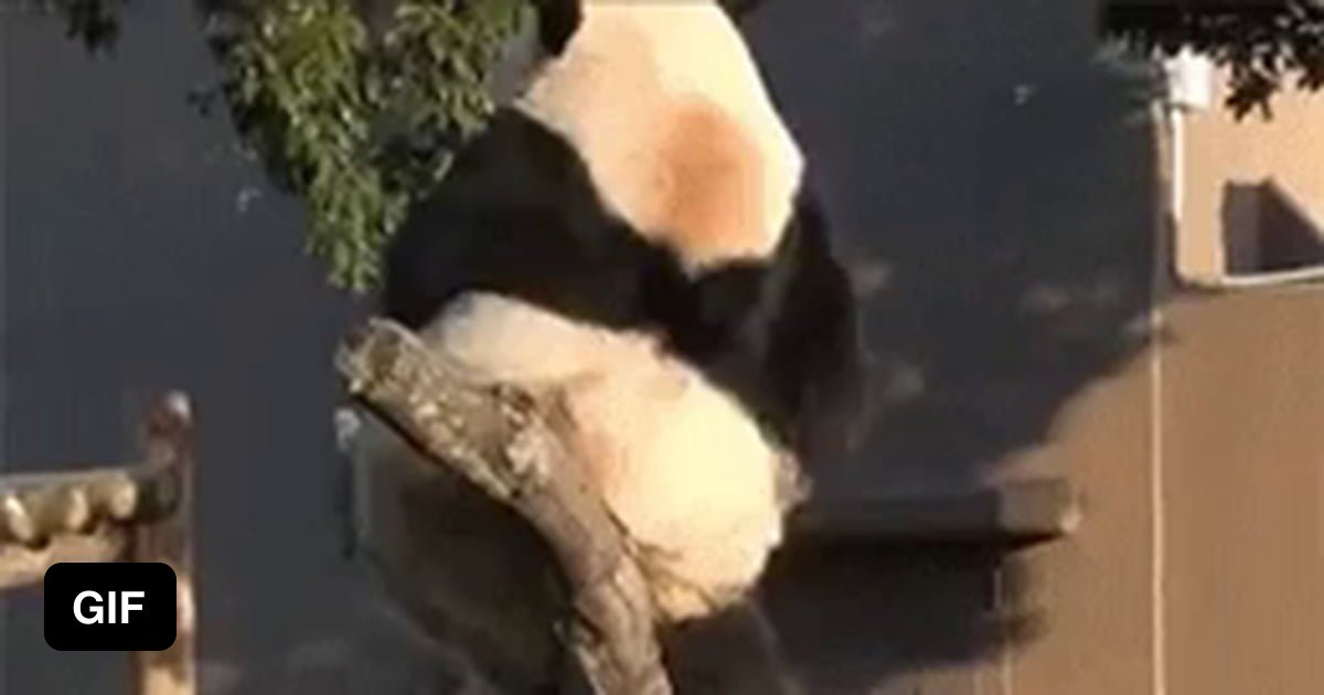 Clumsy Panda falls off a tree - 9GAG