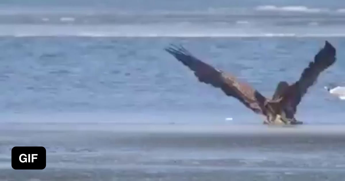 Ambitious eagle - 9GAG