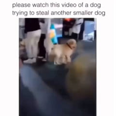 Big dog > Little dog - 9GAG