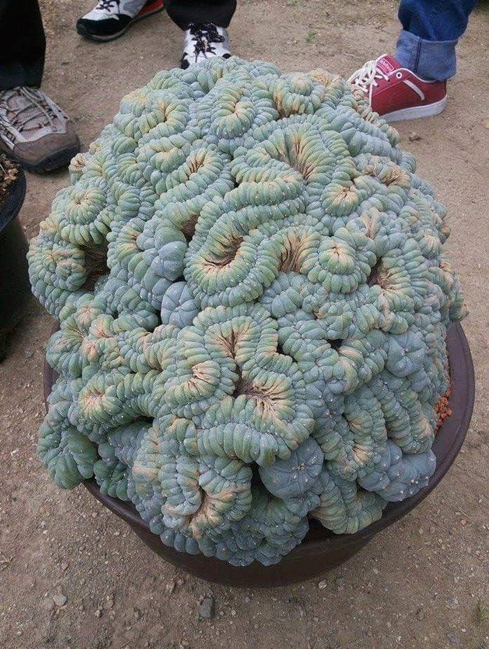 This peyote plant - 9GAG
