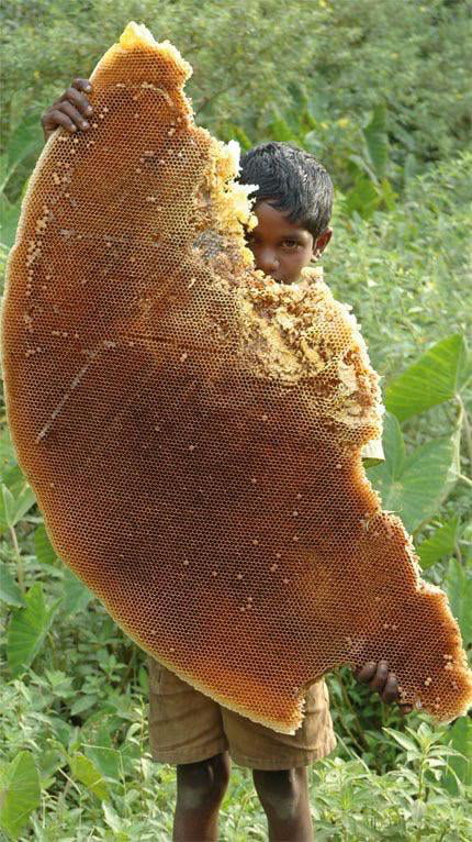 A Chenchu tribal boy from Appapur village deep in the Nallamala forest ...