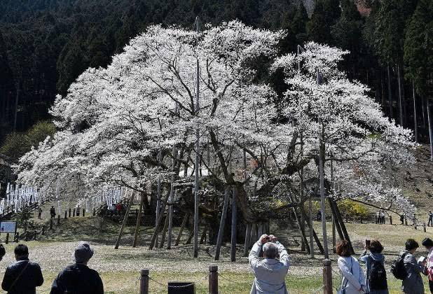 Usuzumi Sakura tree in Gifu, Japan. At over 1,500 years old, the tree ...