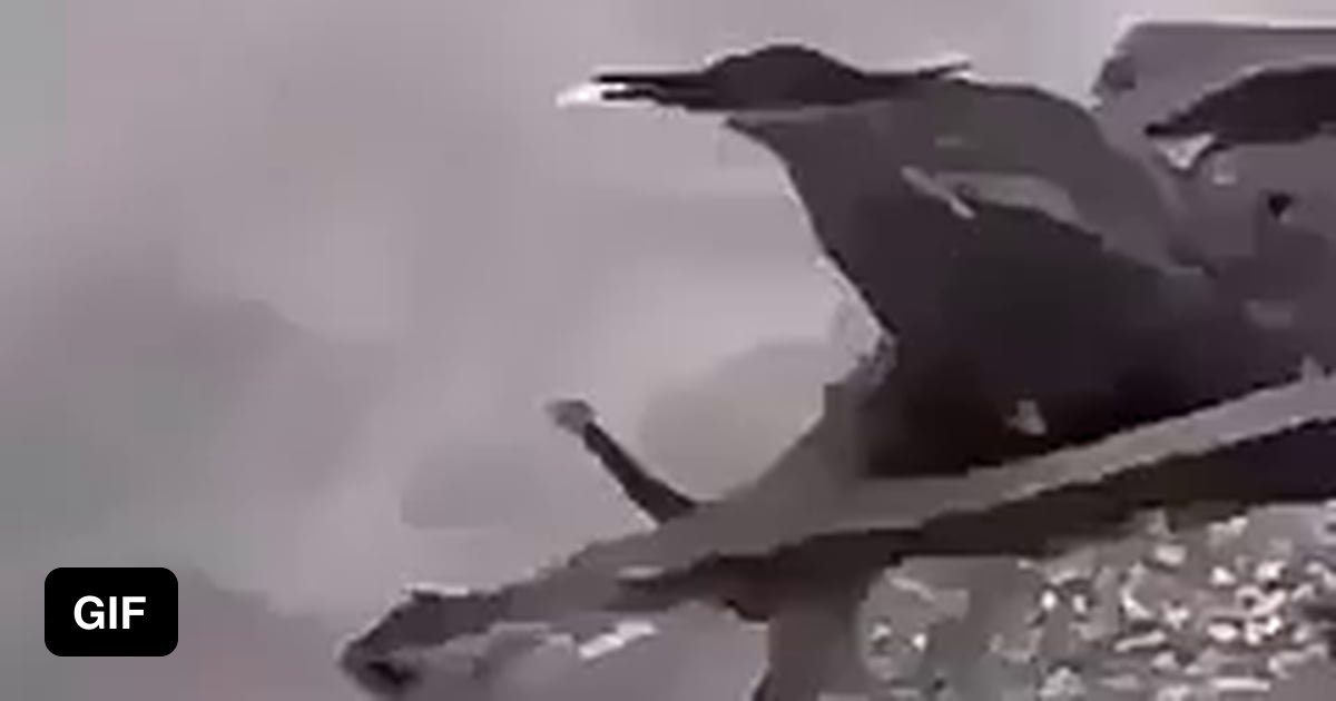 A bird using bread as bait to catch fish. - 9GAG