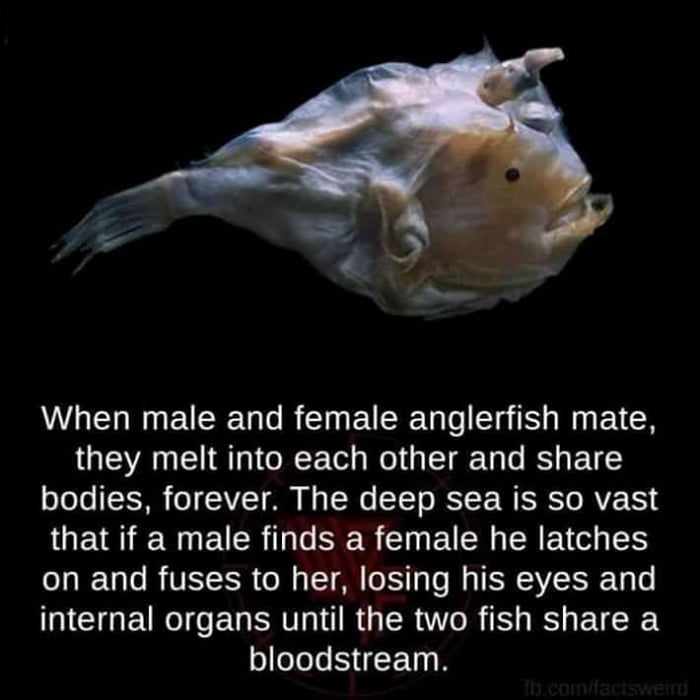 Wtf? Merging with its female partner?? - 9GAG