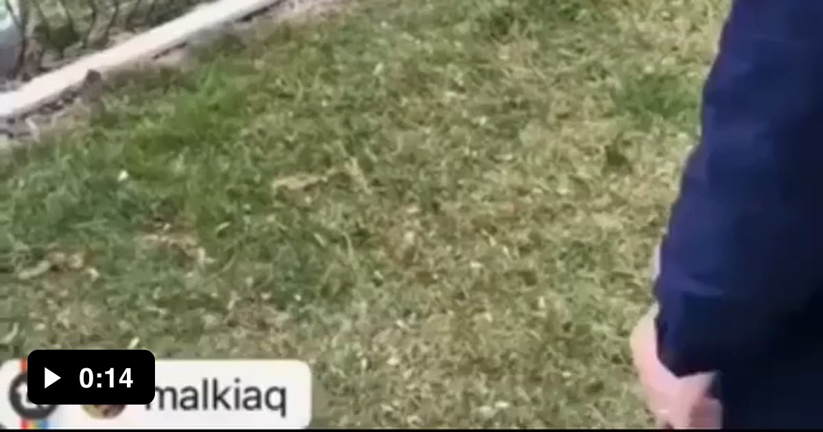 WoMaN gEtS rIpPeD aPaRt By LiOnEsS - 9GAG