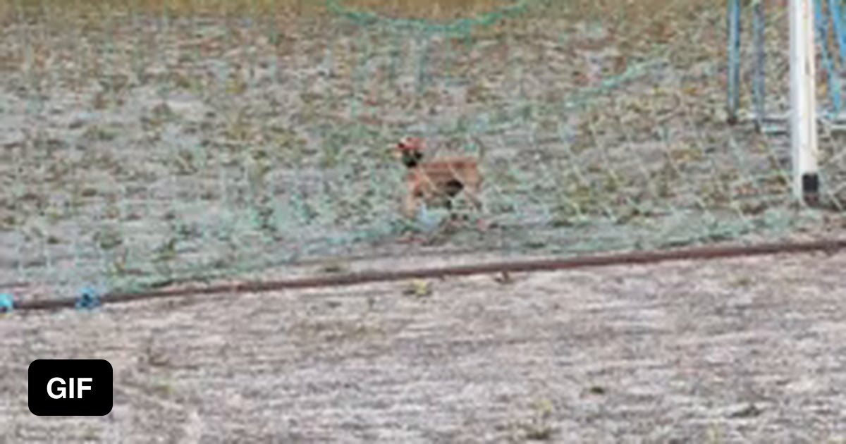 Give me the damn frisbee! - 9GAG