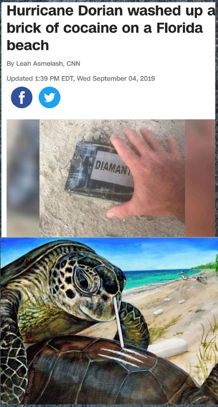 Sea turtle - 9GAG