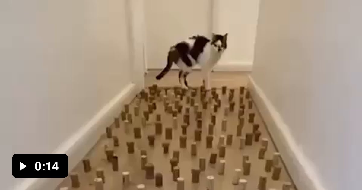 Try harder hooman - 9GAG