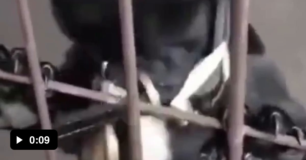 Puppy with human-like voice. - 9GAG