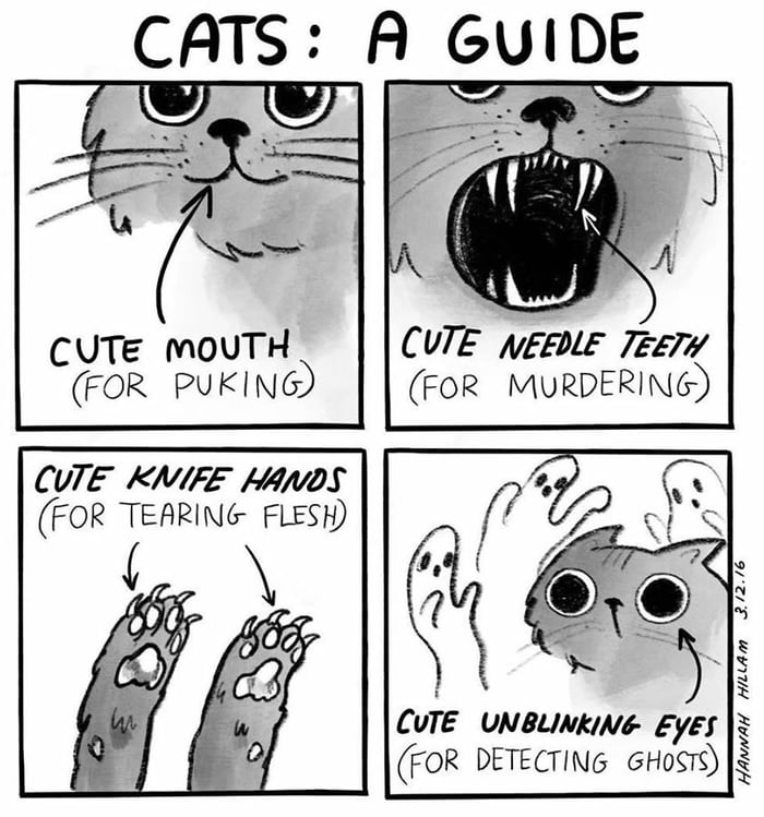 Cat characteristics - 9GAG