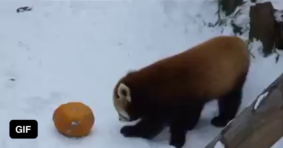 Red panda doing his special attack - 9GAG